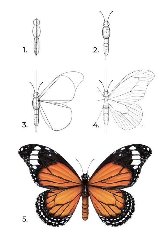 5 cách vẽ con bướm đẹp đơn giản cho trẻ mầm non